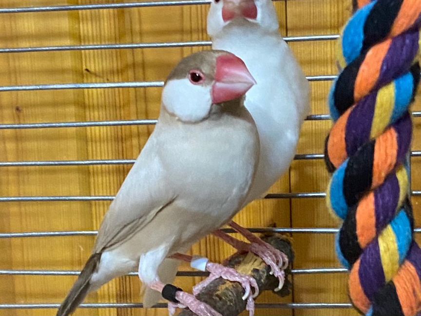 Пара рисовых амадин