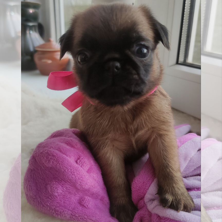 Пти-брабансон, щенок