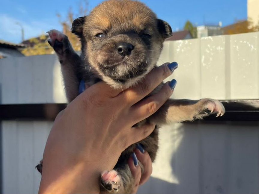 Щенки пти брабансона