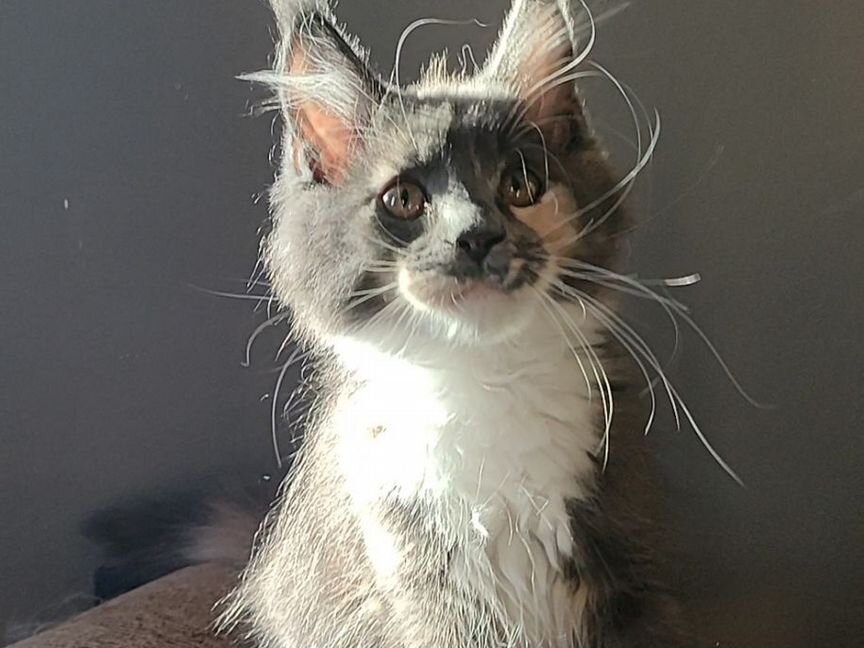 Котята мейн-кун