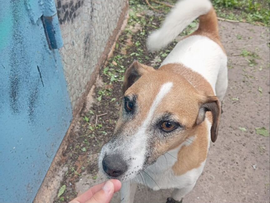 Джек рассел терьер