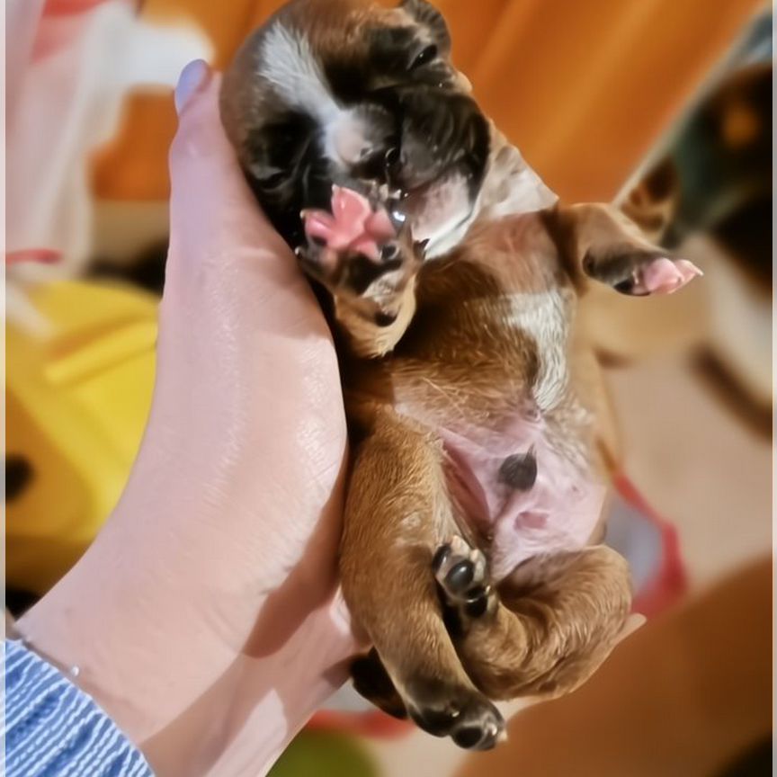 Французский бульдог, щенок