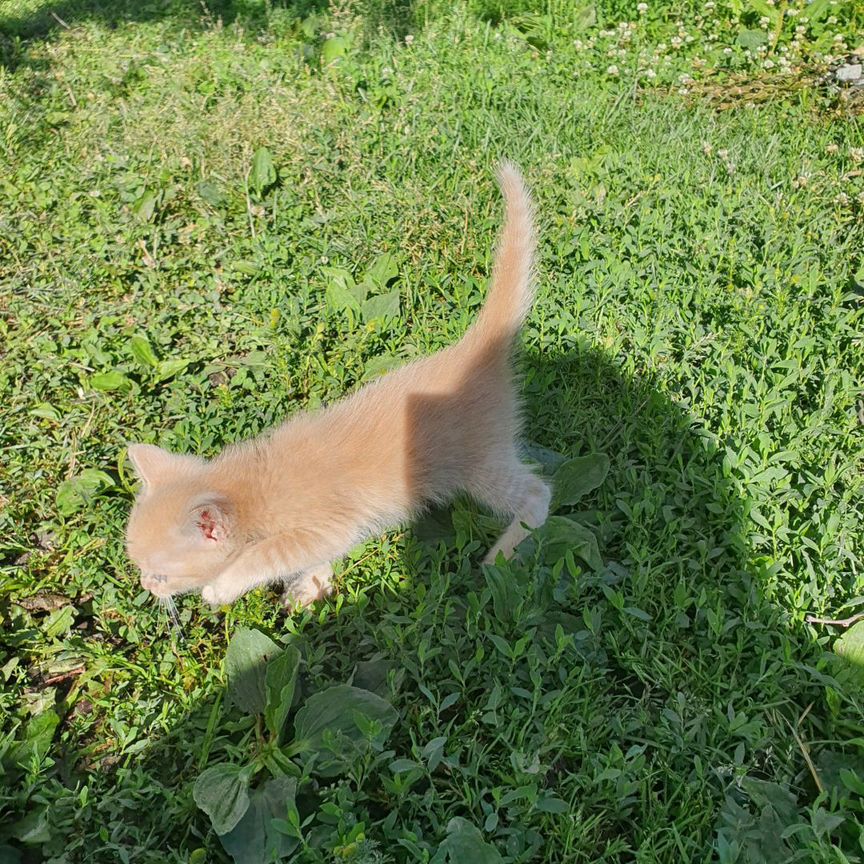 Котята нуждаются в тепле и уюте