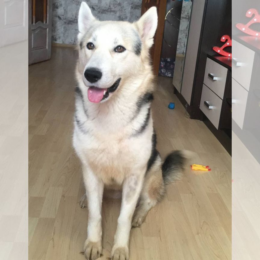 Сибирский хаски