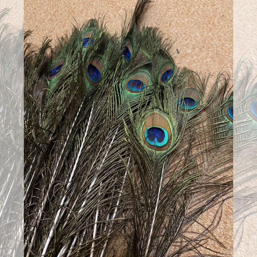 Перо павлина