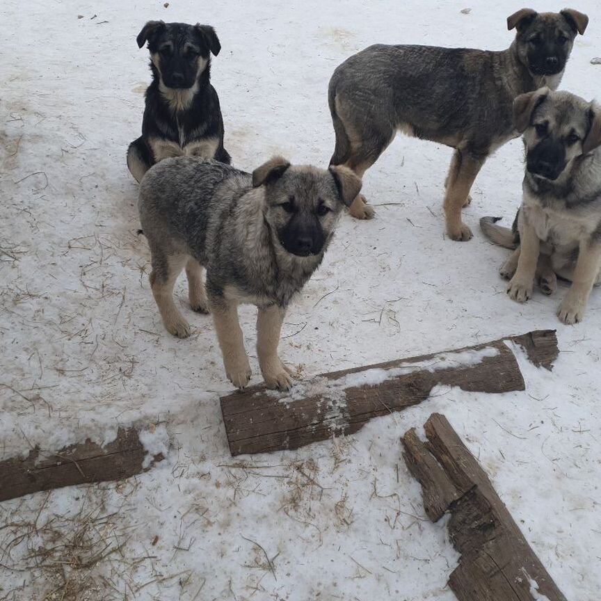 Стерилизованные щенки 4 мес
