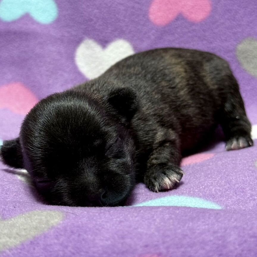 Чихуахуа, щенок