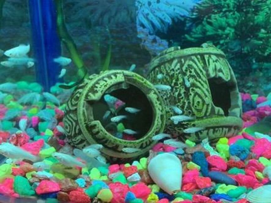 Малыши от рыбки Моллинезия серебряная (снежинка)