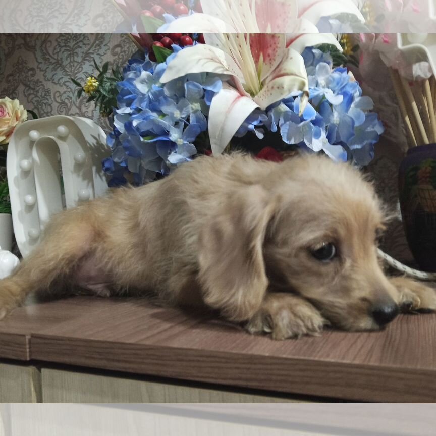 Той-пудель, щенок