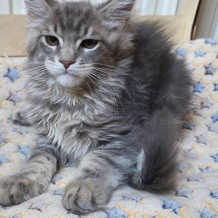 Котята мейн-кун котенок