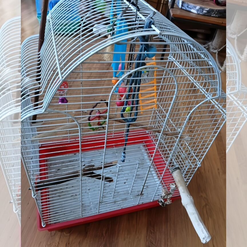 Волнистый попугай