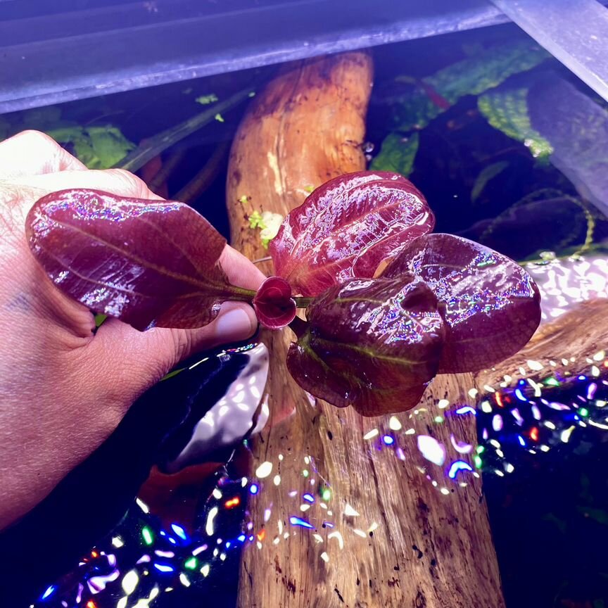 Растения для аквариума Эхинодорус красный Дарк Бью