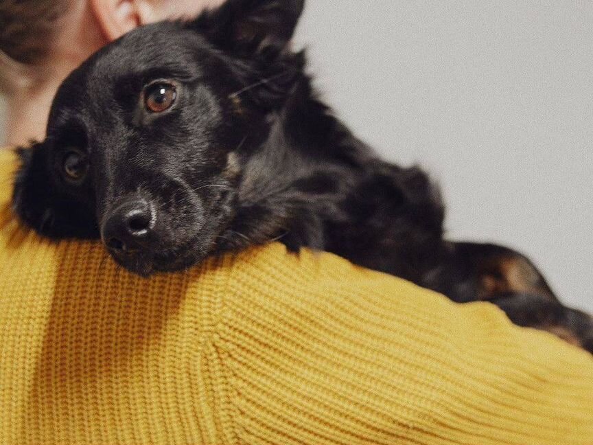 Метис той терьера в добрые руки