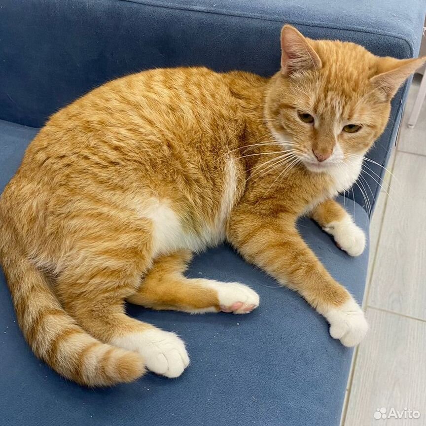 Кошка милая плюшка