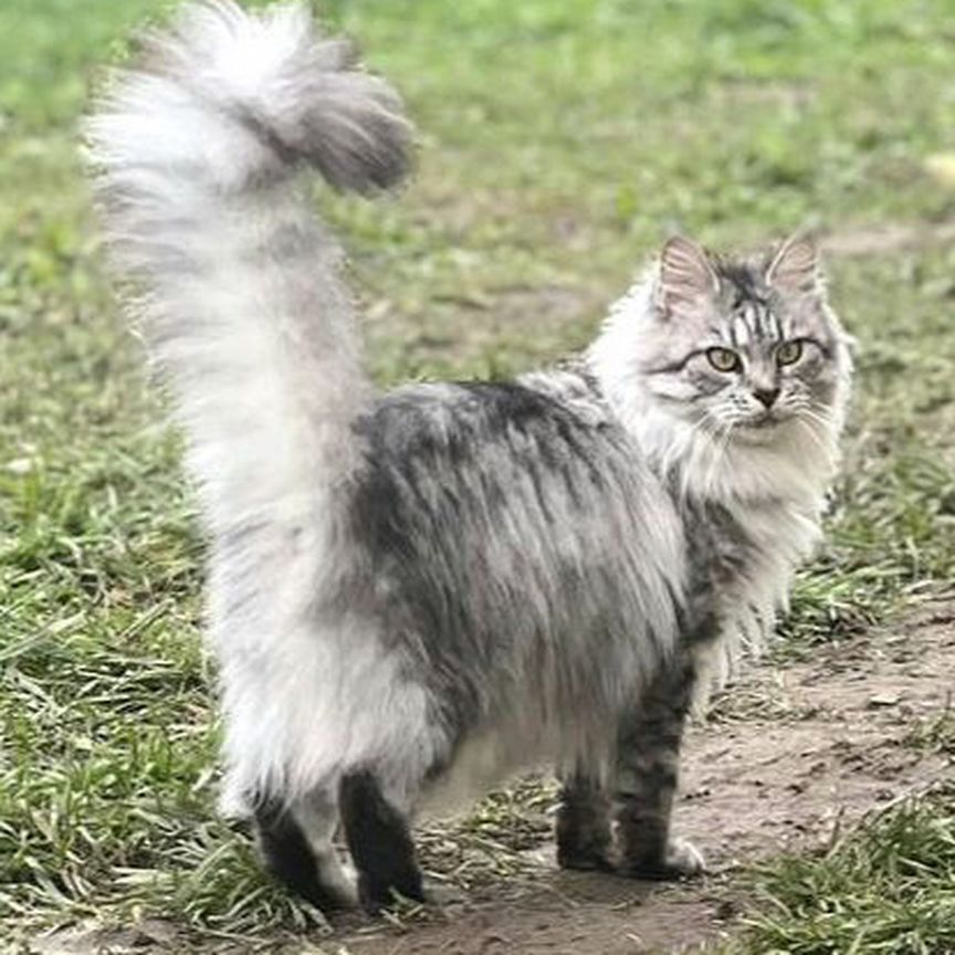 Кошка мейн кун