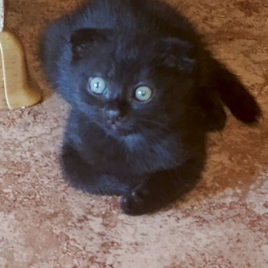 Котята шотландцы