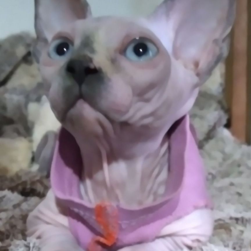 Канадский сфинкс котёнок