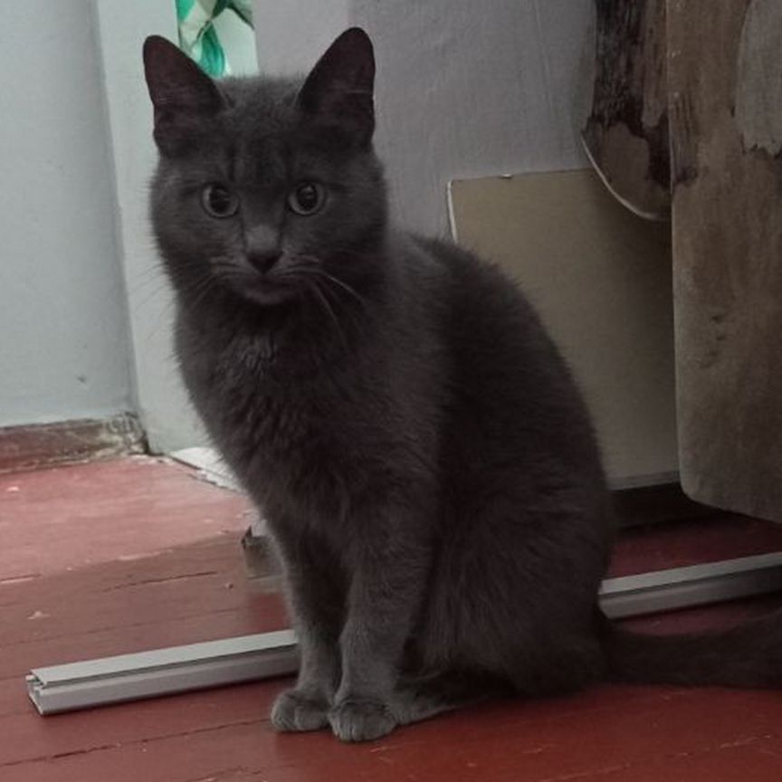 Взрослый кот в добрые руки