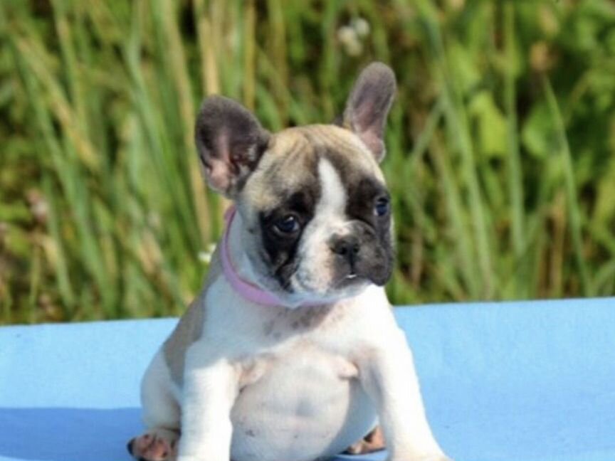 Французский бульдог щенок девочка, Клуб РКФ