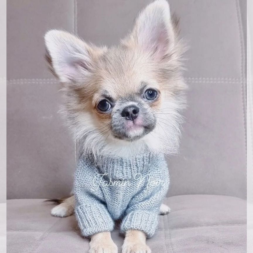 Чихуахуа шикарный мальчик, голубой соболь