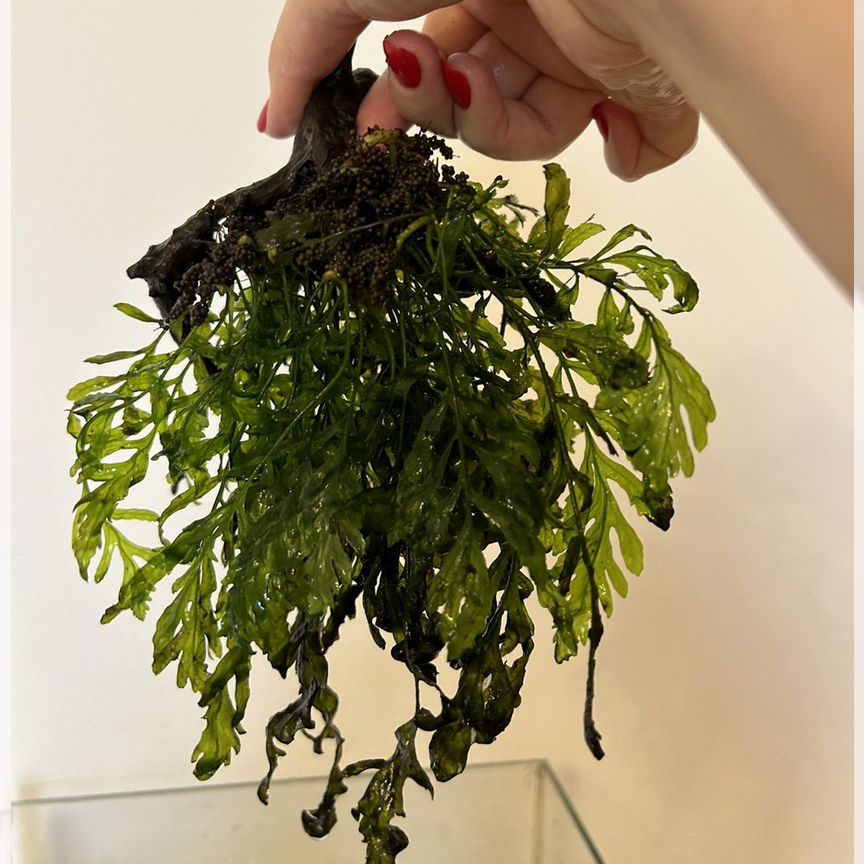 Растения для аквариума