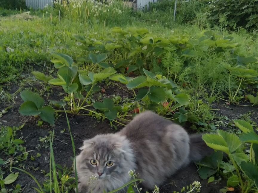 Пушок в добрые руки