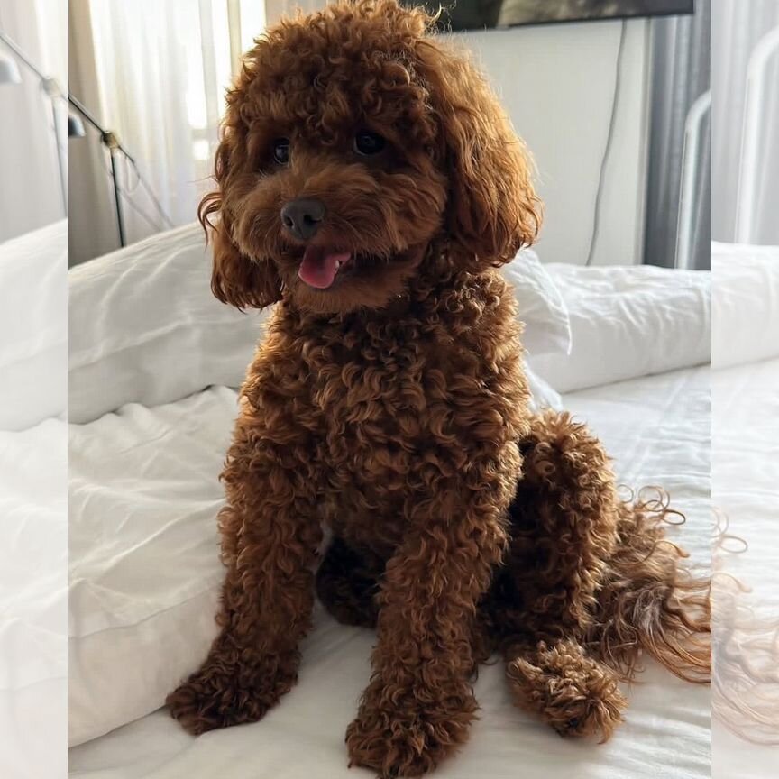 Той-пудель, щенок