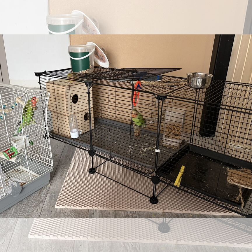 Попугаи-неразлучники 5 шт