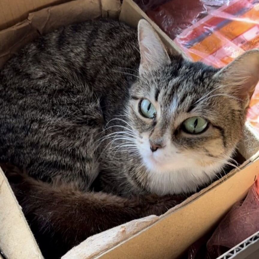 Нюся ищет дом