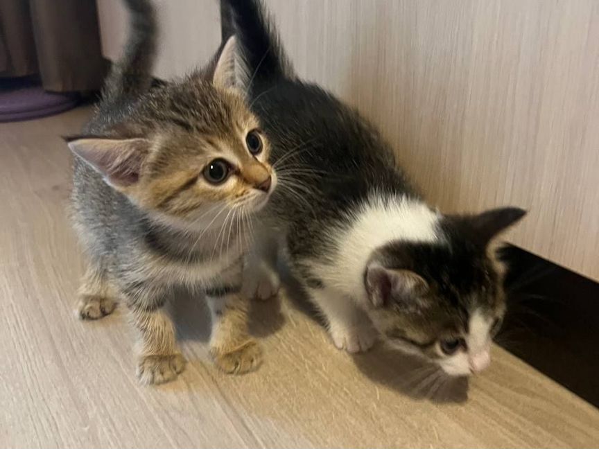 Котята в добрые руки
