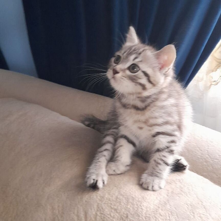 Британский котик,1,5 месяца