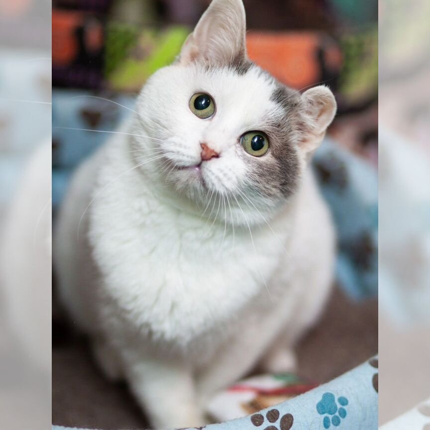 Кошка Беляночка (иммунодефицит)