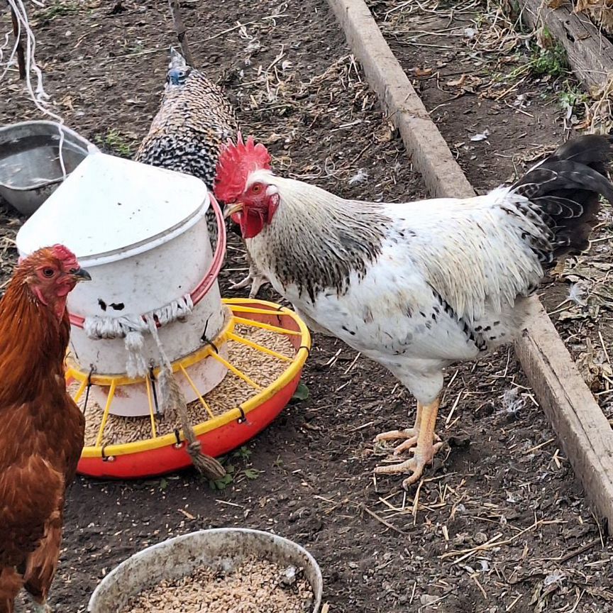 Молодые петухи