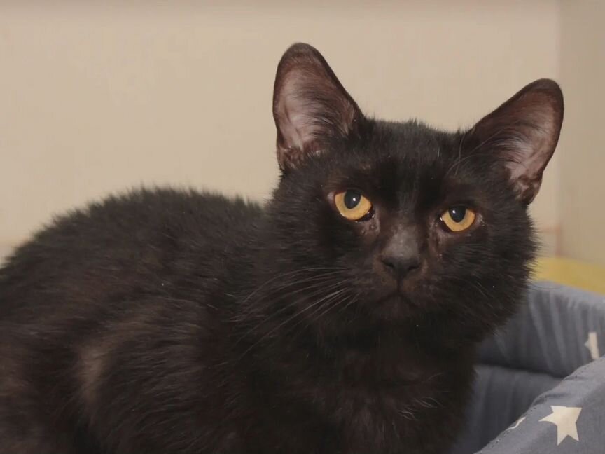 Благородный черный котик