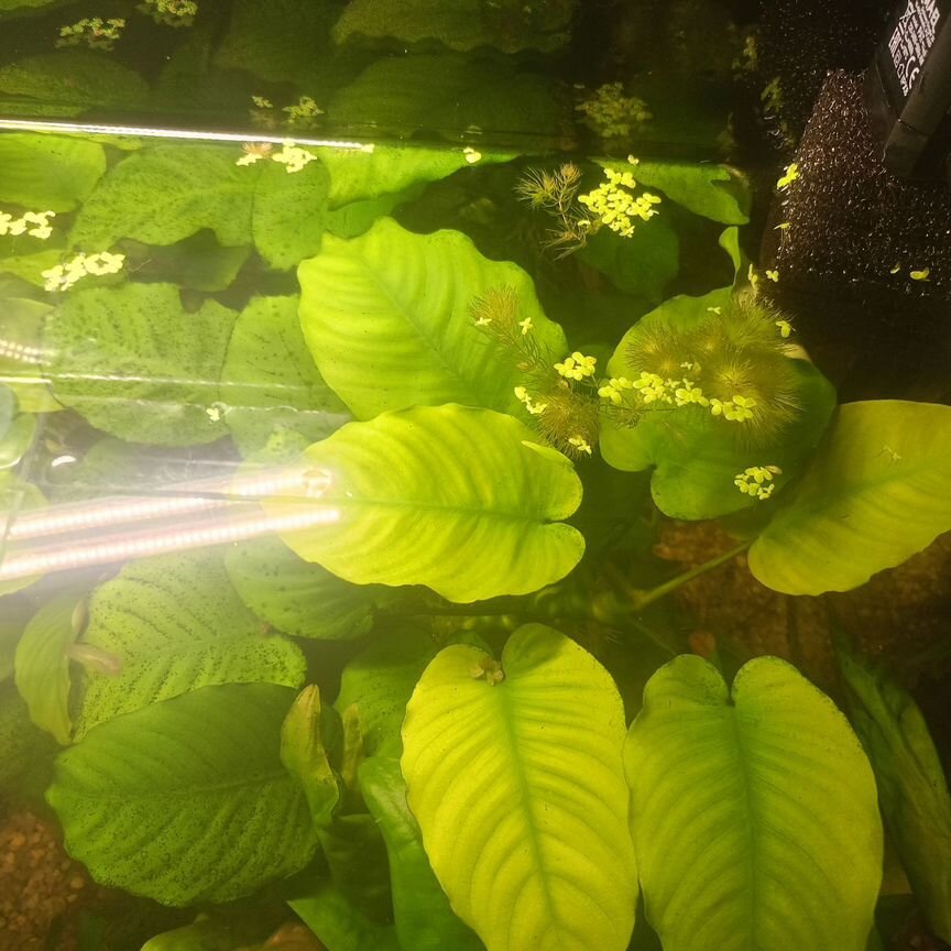 Аквариумное растение