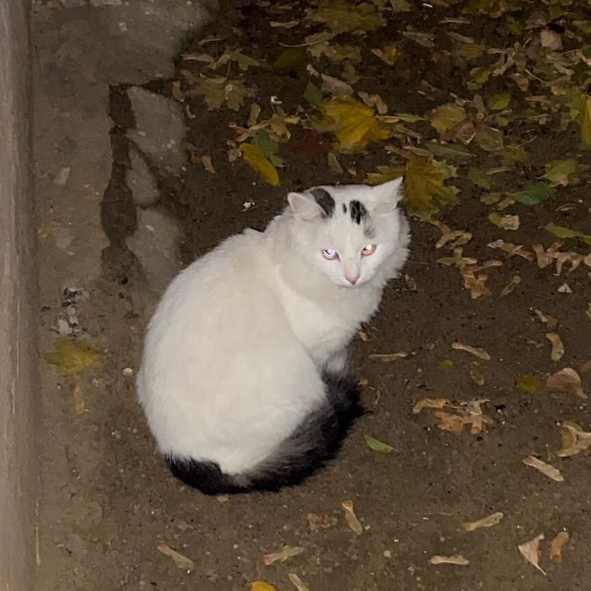 Кошки