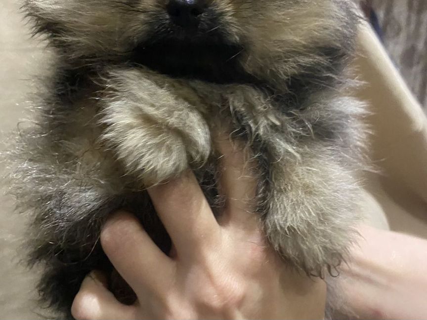Померанский щпиц