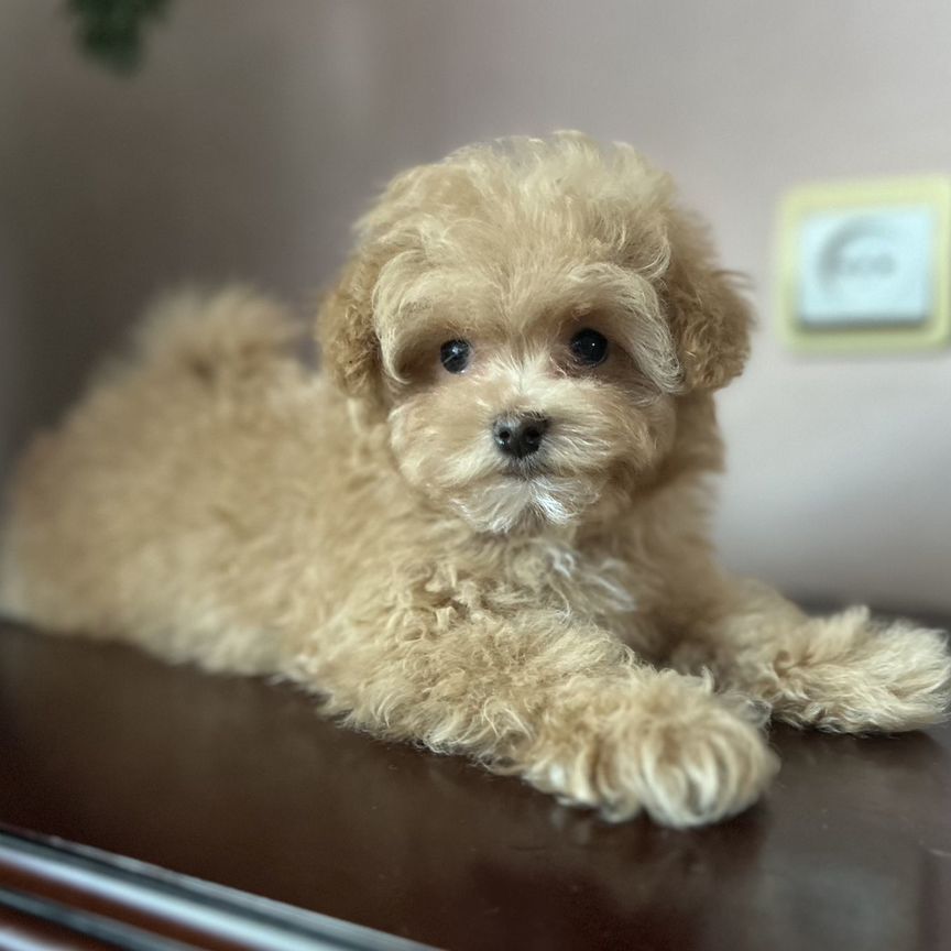 Мальтипу, щенок