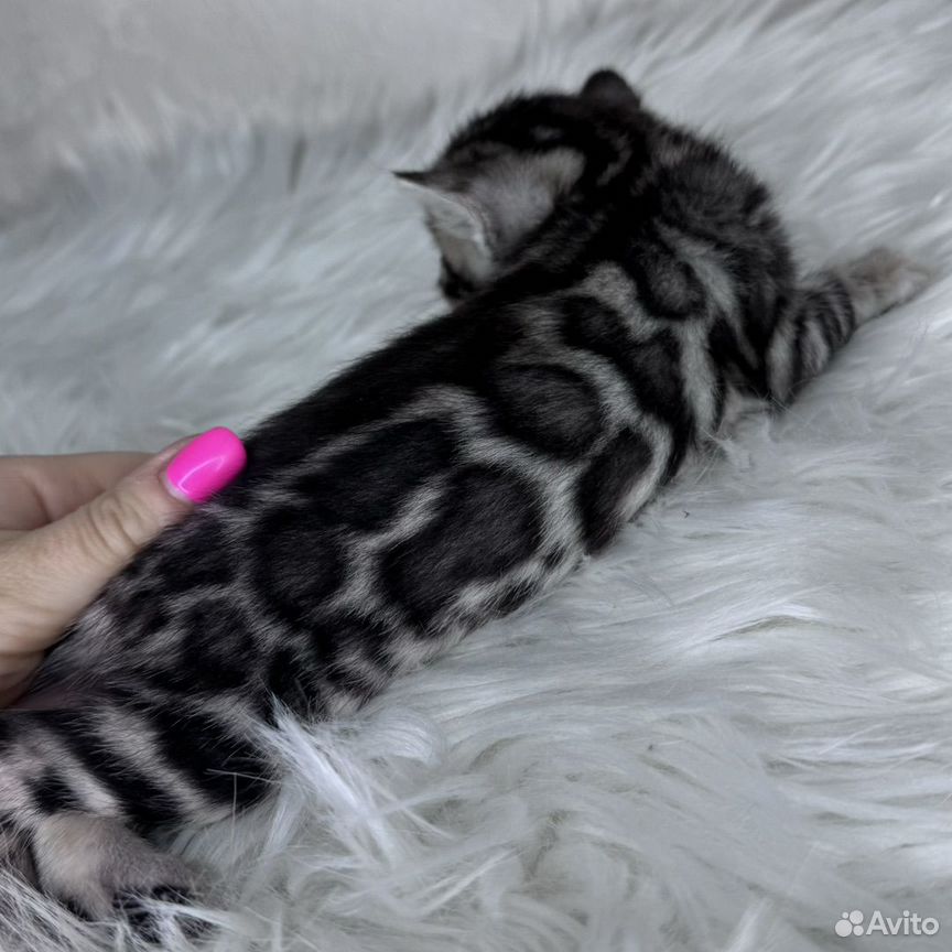 Девочки серебро