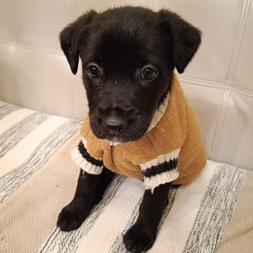 Щенок в добрые руки