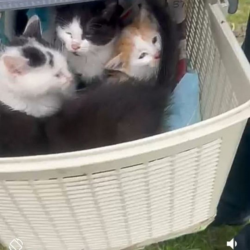 Котята в добрые руки