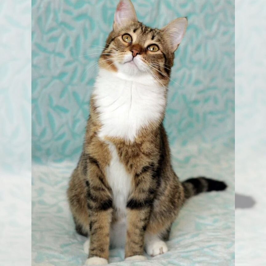 Кошка с самыми мягкими лапками