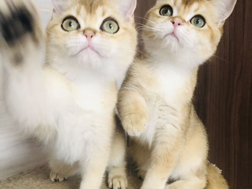 Котята золотая шиншилла