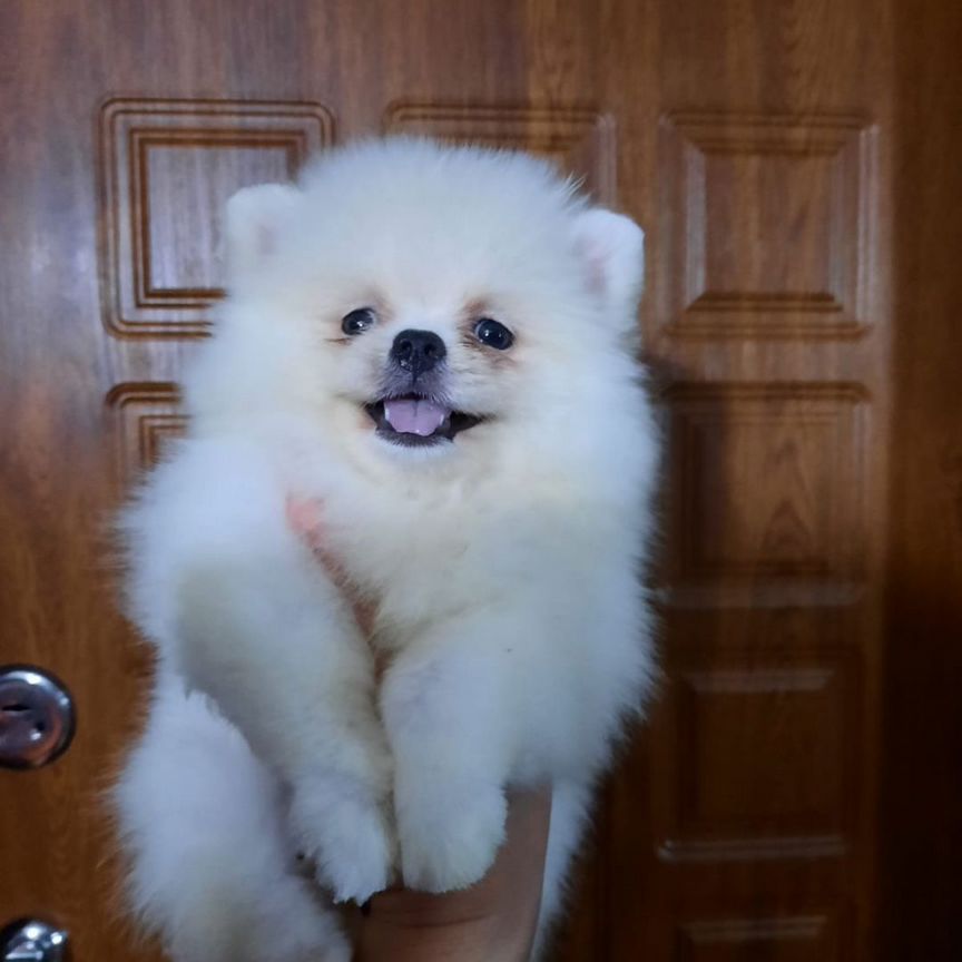 Померанский шпиц мини