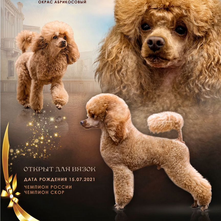 Пудель, вязка