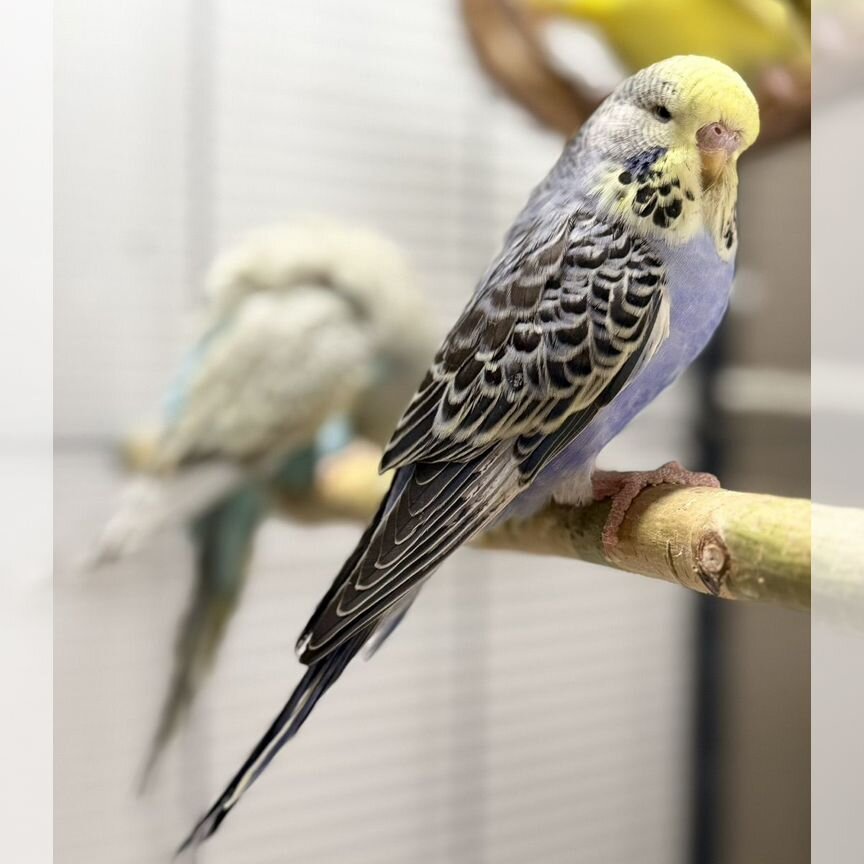 Выставочный волнистый попугай птенец чех ввп