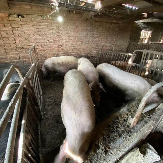 Свиноматки