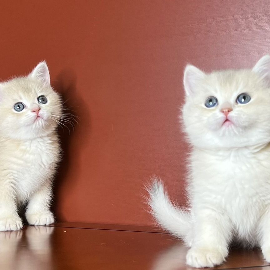 Мальчики золотые и голубое золото