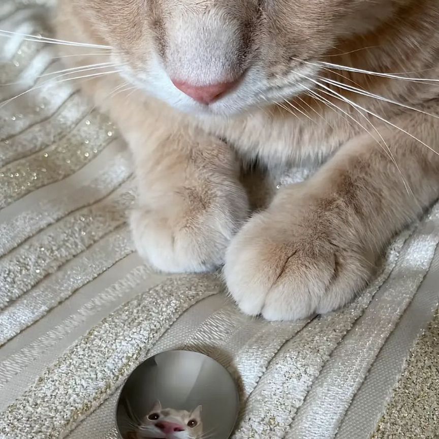 Кот барсик