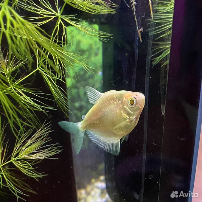 Тернеции glofish